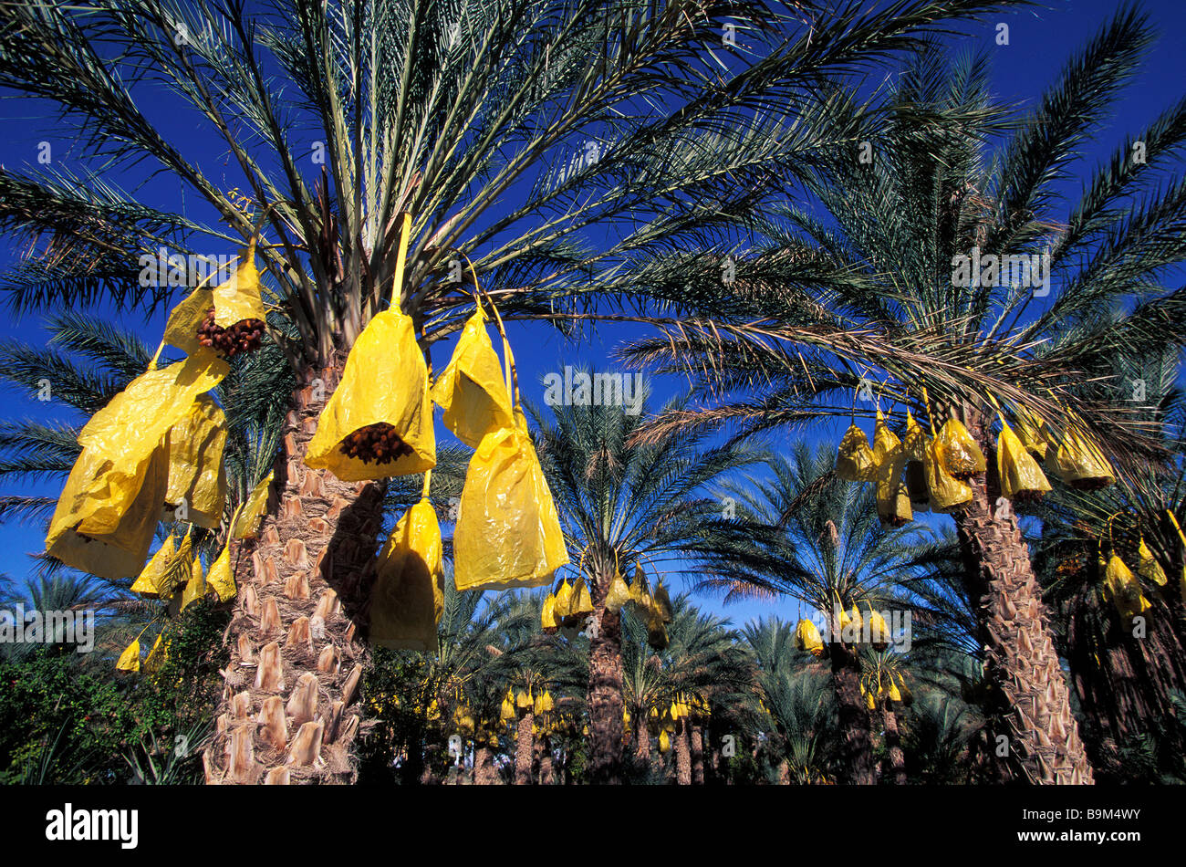 Tunisia, Southern Tunisia, Douz, palm tree grove Stock Photo - Alamy