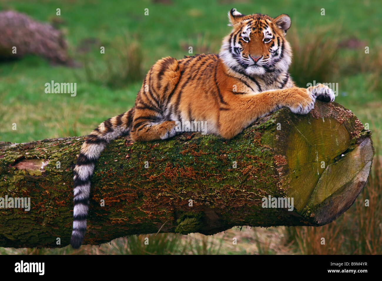 Siberian tiger cub hi-res stock photography and images - Alamy