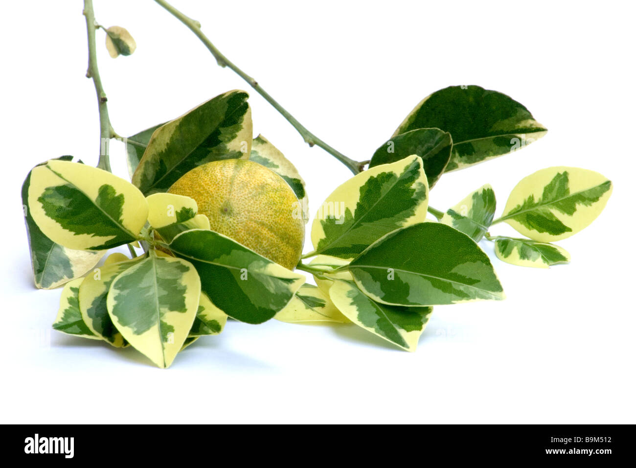Variegated citrus fruit hi-res stock photography and images - Alamy
