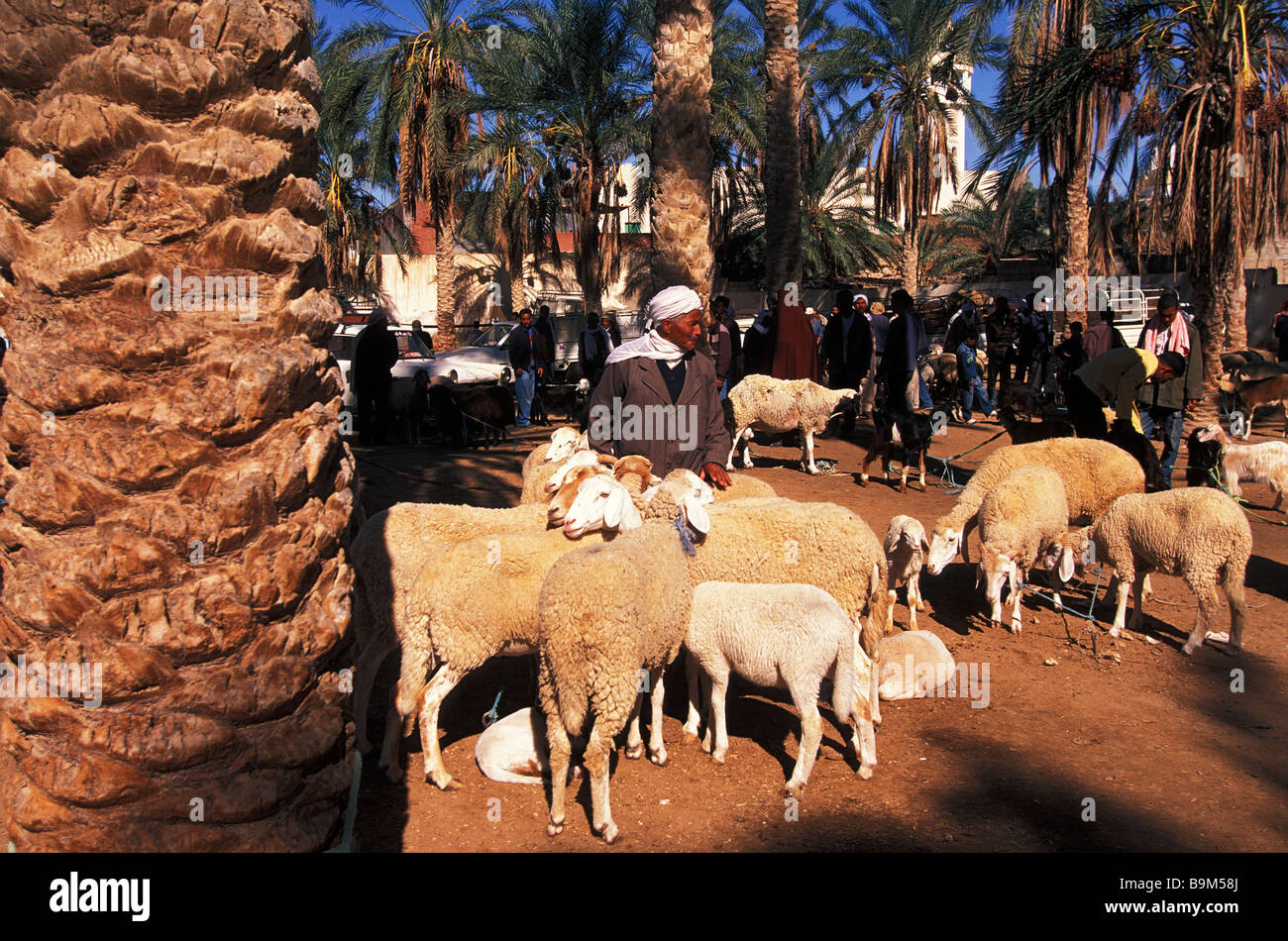 Tunisia, Southern Tunisia, Douz, the animals souk Stock Photo - Alamy