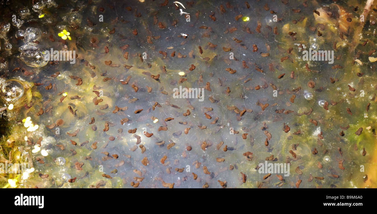 Frogspawn of Common Frog (Rana temporaria) in Garden Pond, in a Garden ...