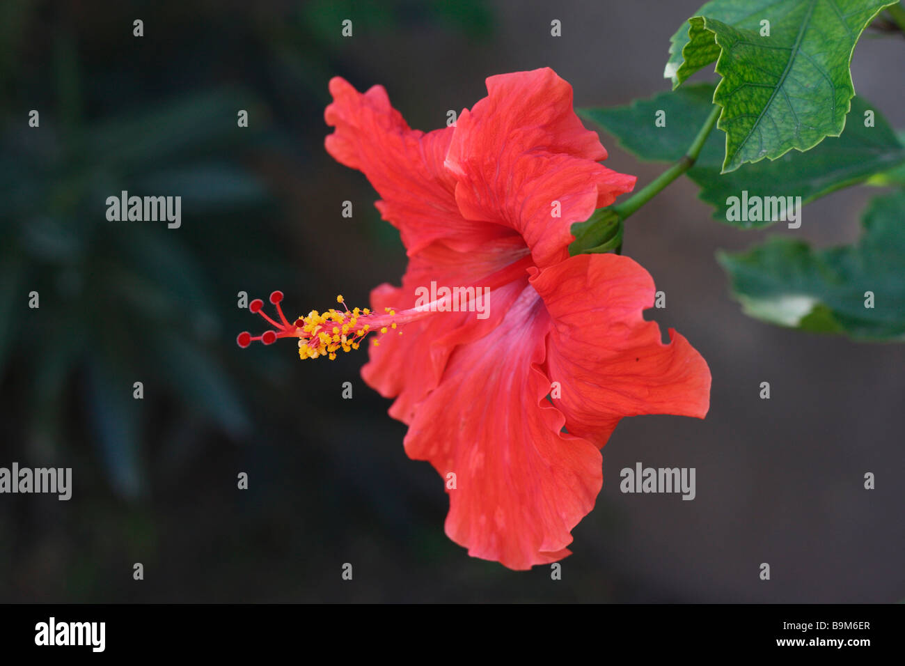 Red chinese rose hi-res stock photography and images - Alamy