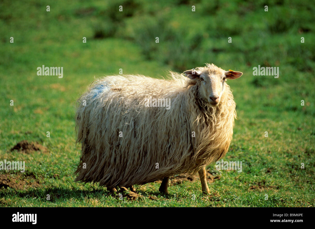 France, Pyrenees Atlantiques, sheep in a meadow Stock Photo - Alamy