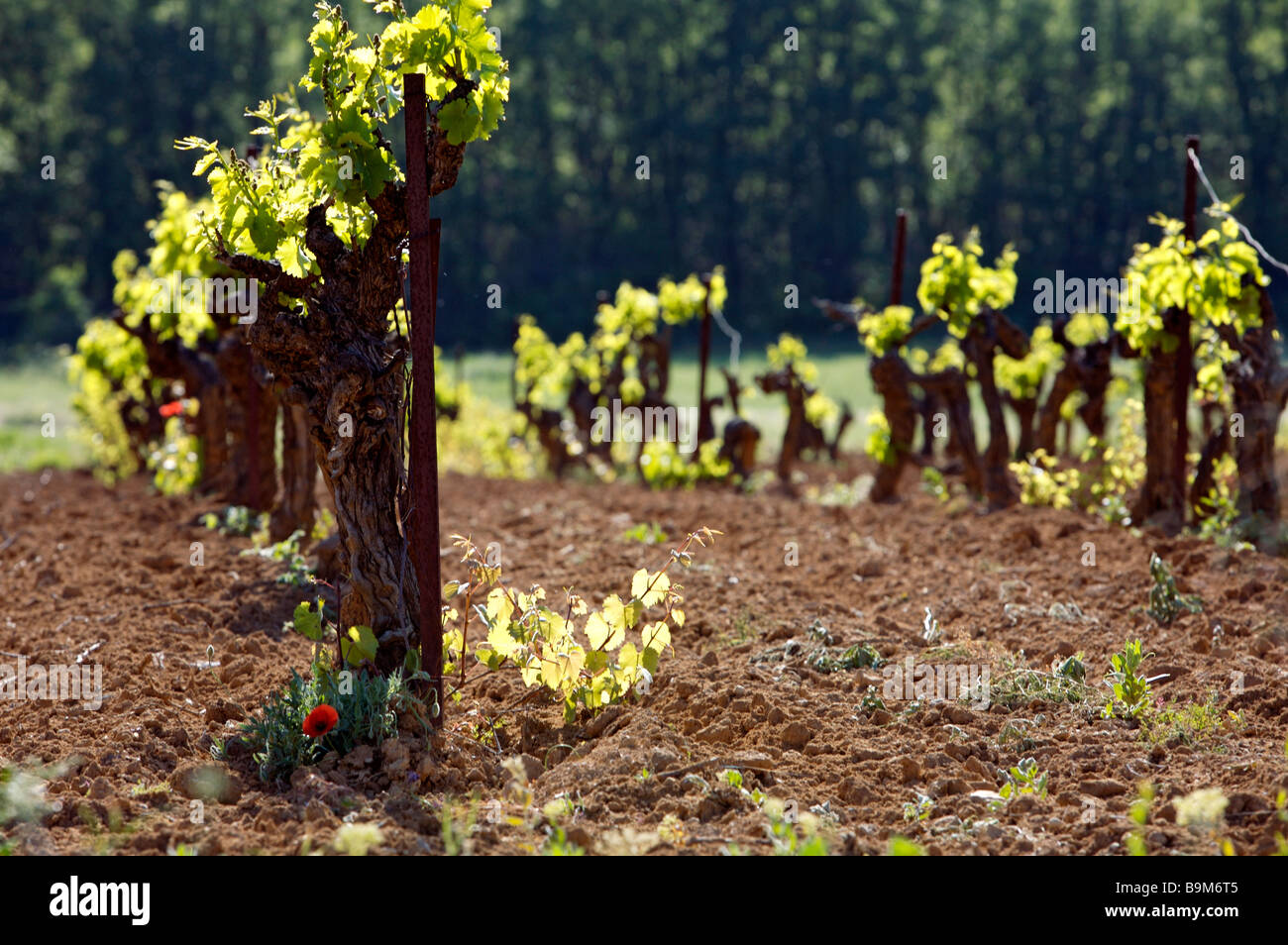 France, Bouches du Rhone, Jouques, Chateau Revelette, Peter and Sandra ...