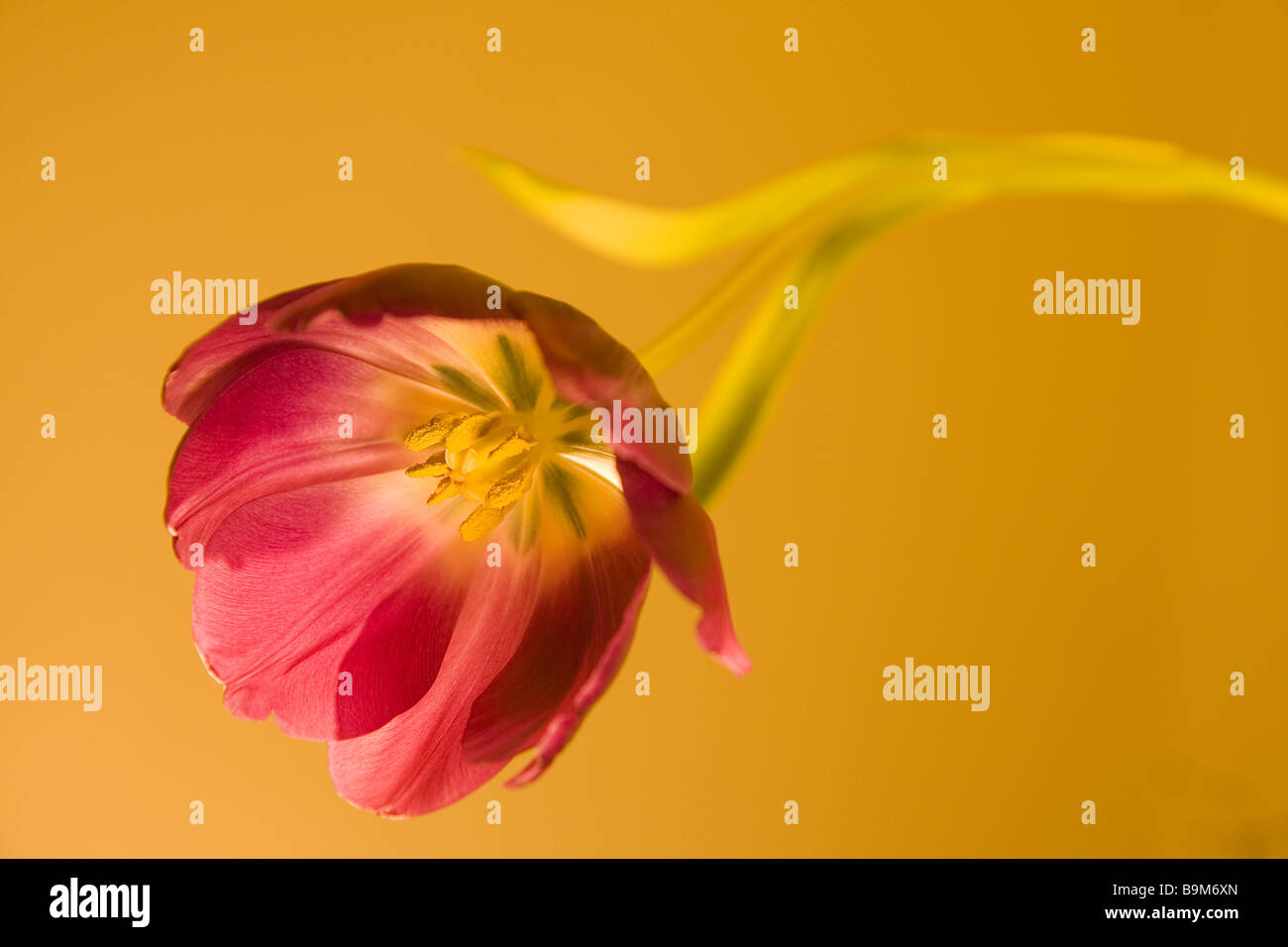 Curved stem hi-res stock photography and images - Alamy