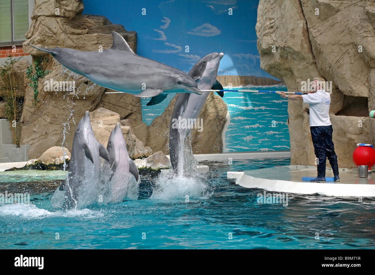 Dolphin in zoo hi-res stock photography and images - Alamy