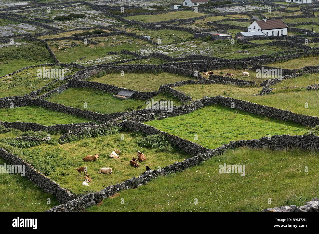 Ireland, County Galway, Aran Islands, Inishmaan, typical drystone walls ...