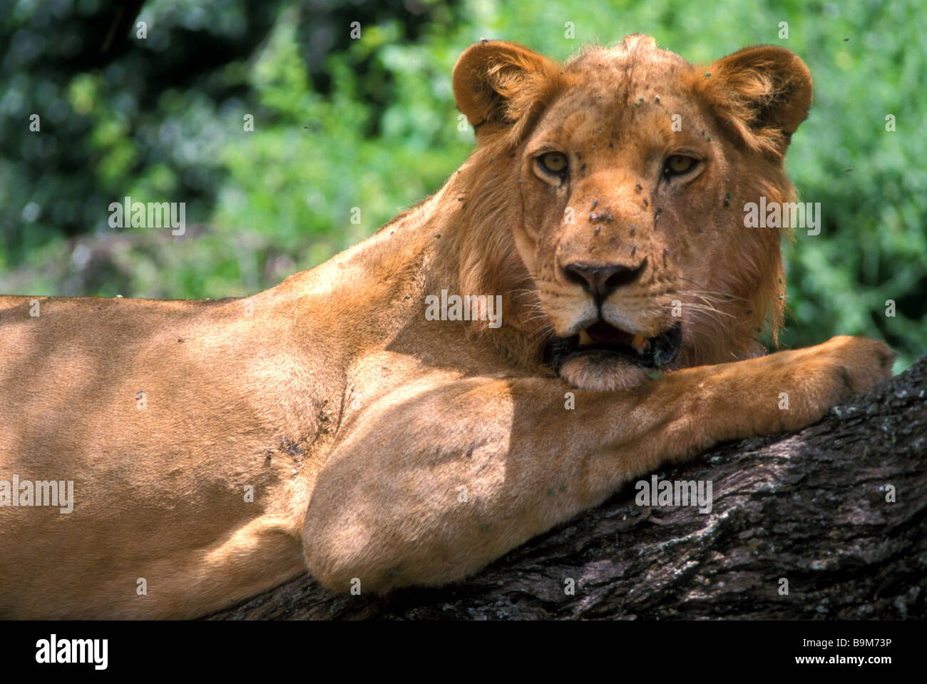 lions in tree lake manyara tanzania Stock Photo - Alamy