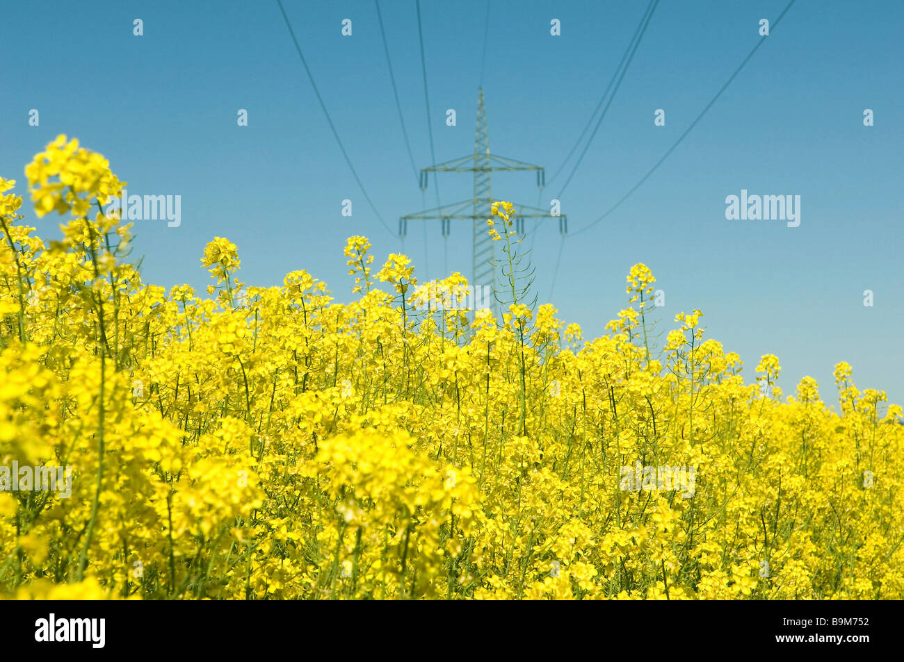Rapeseed field, Duderstadt, Germany Stock Photo - Alamy