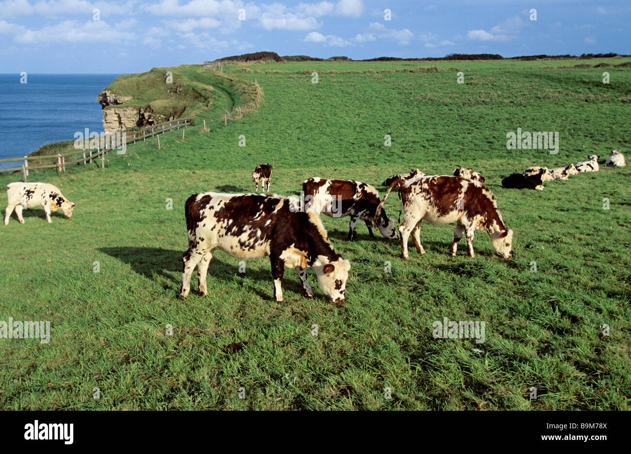 Normande cattle hi-res stock photography and images - Alamy