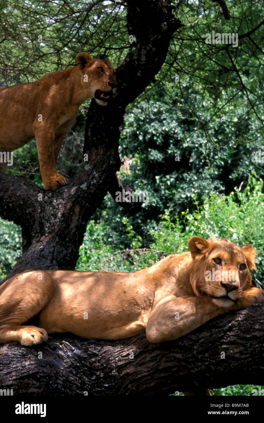 lions in tree lake manyara tanzania Stock Photo - Alamy