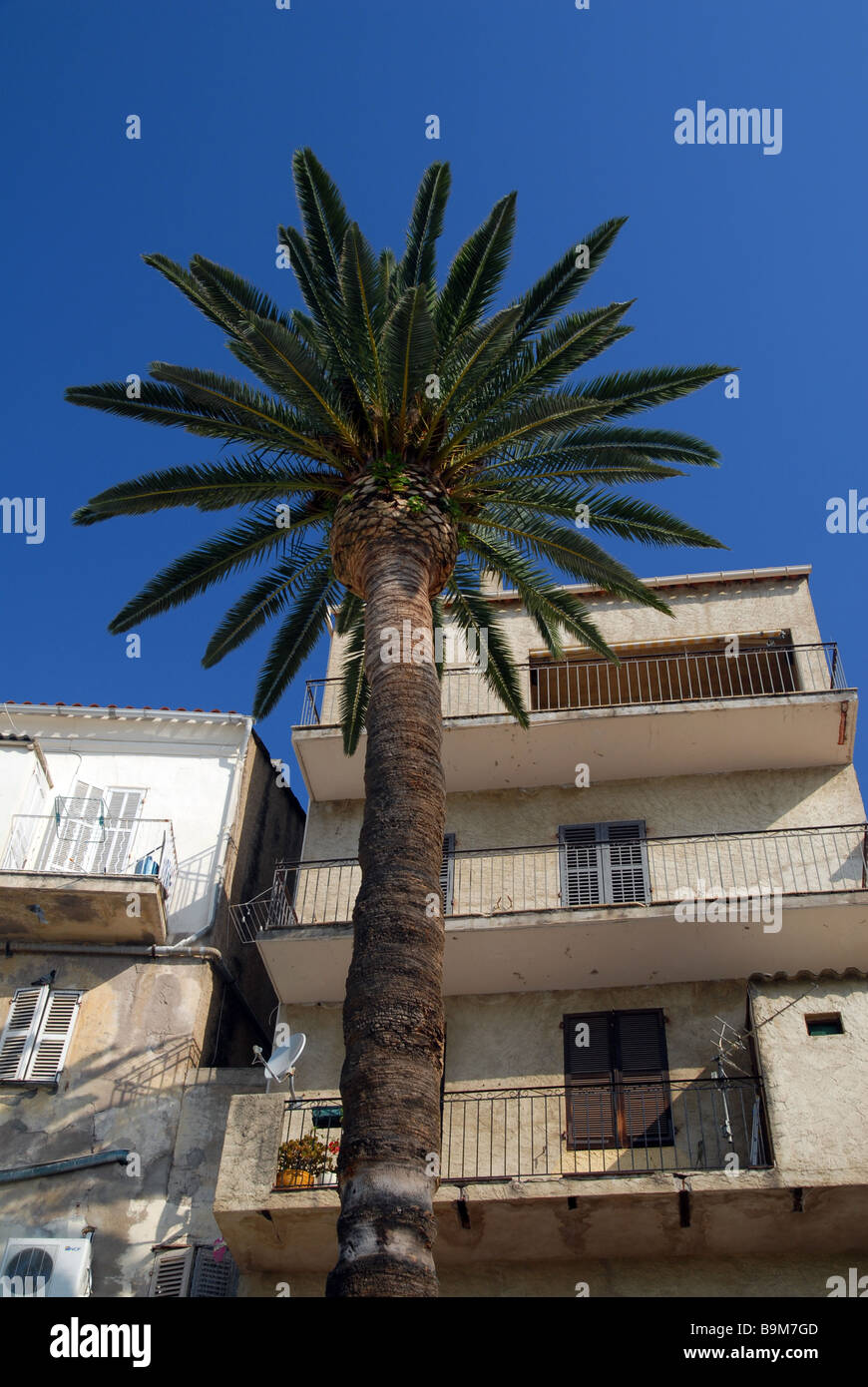 Calvi corsica palm tree hi-res stock photography and images - Alamy