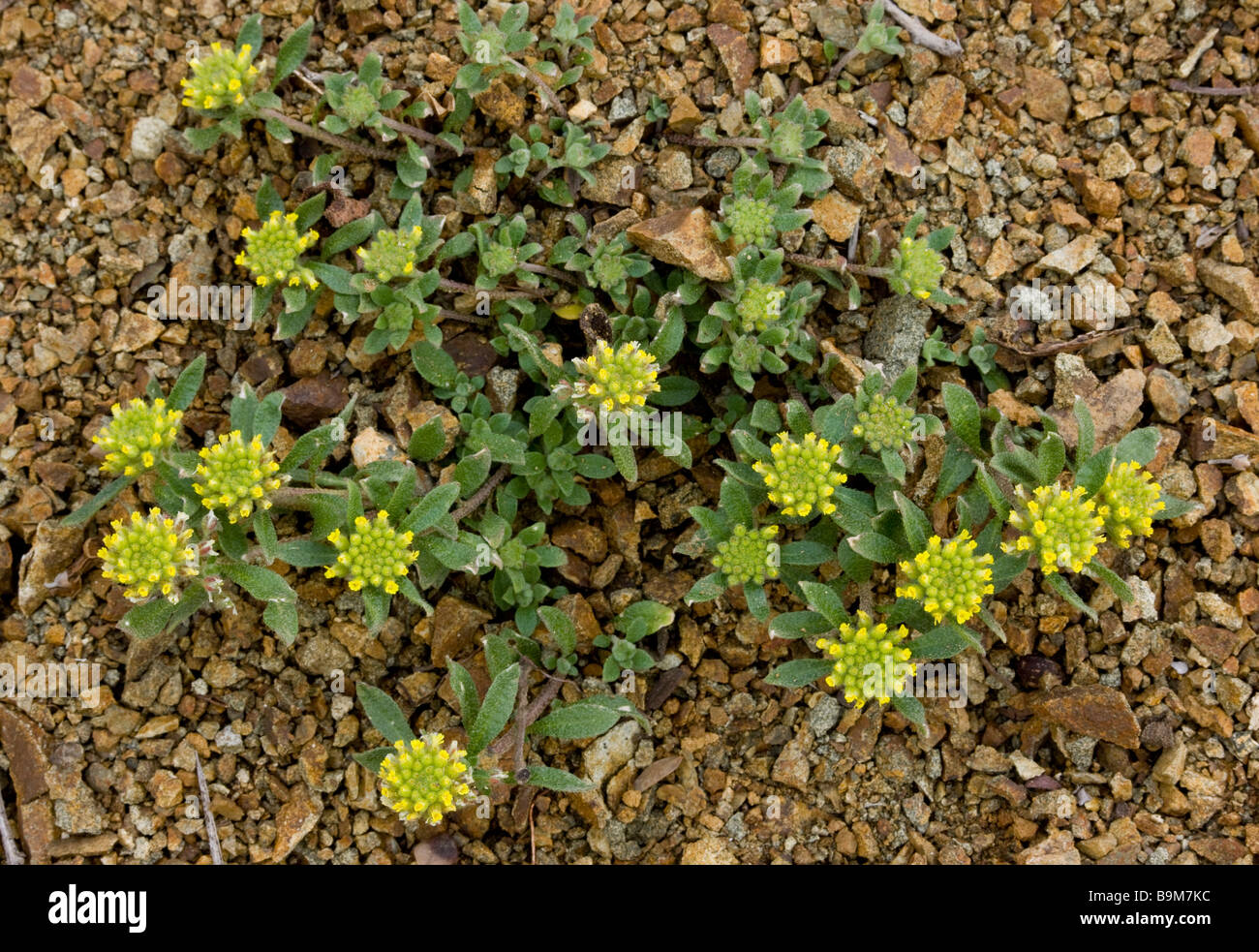 Cyprus flower hi-res stock photography and images - Alamy