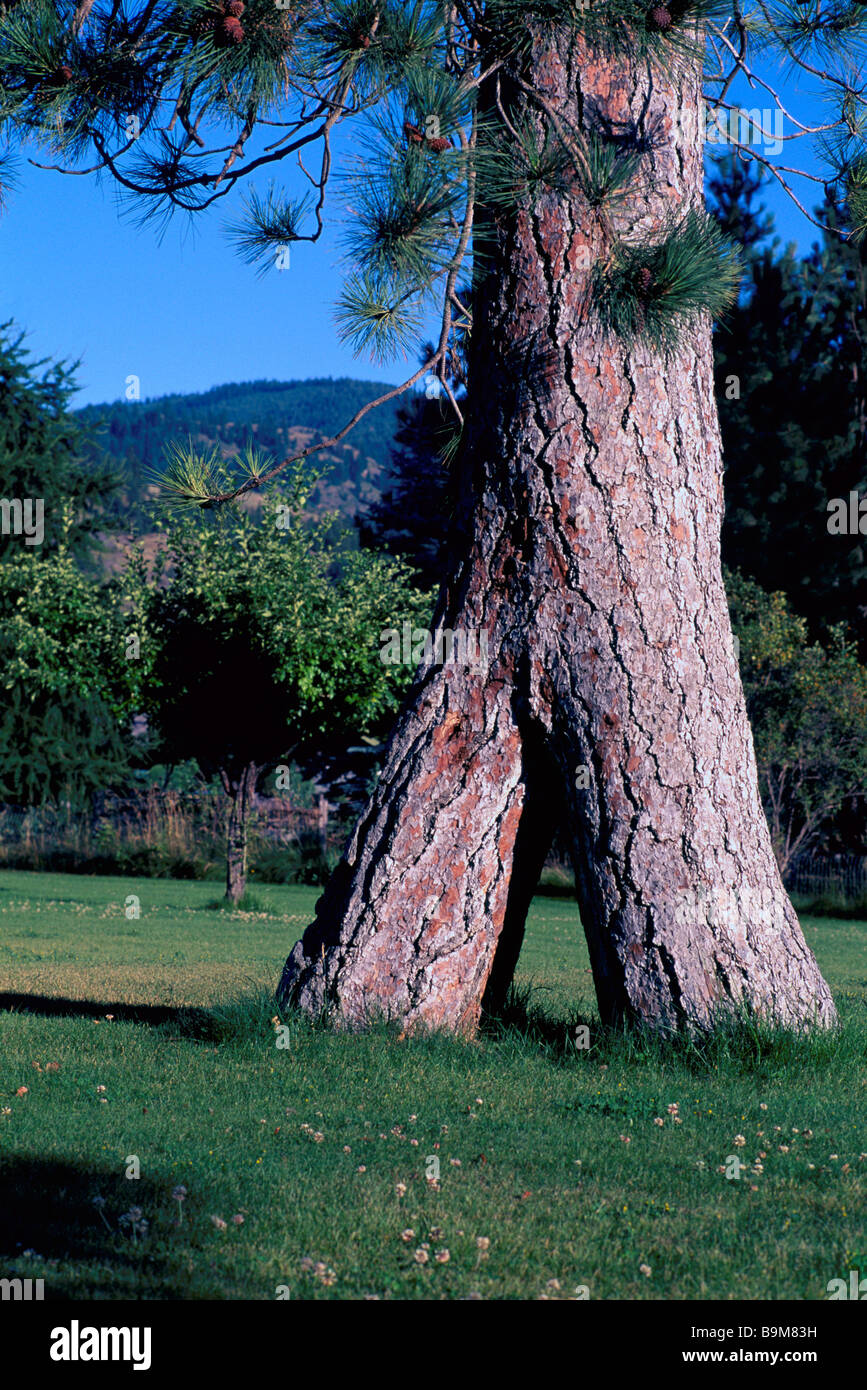The Entwined Trees, Ponderosa Pine (Pinus ponderosa), at Midway in the ...