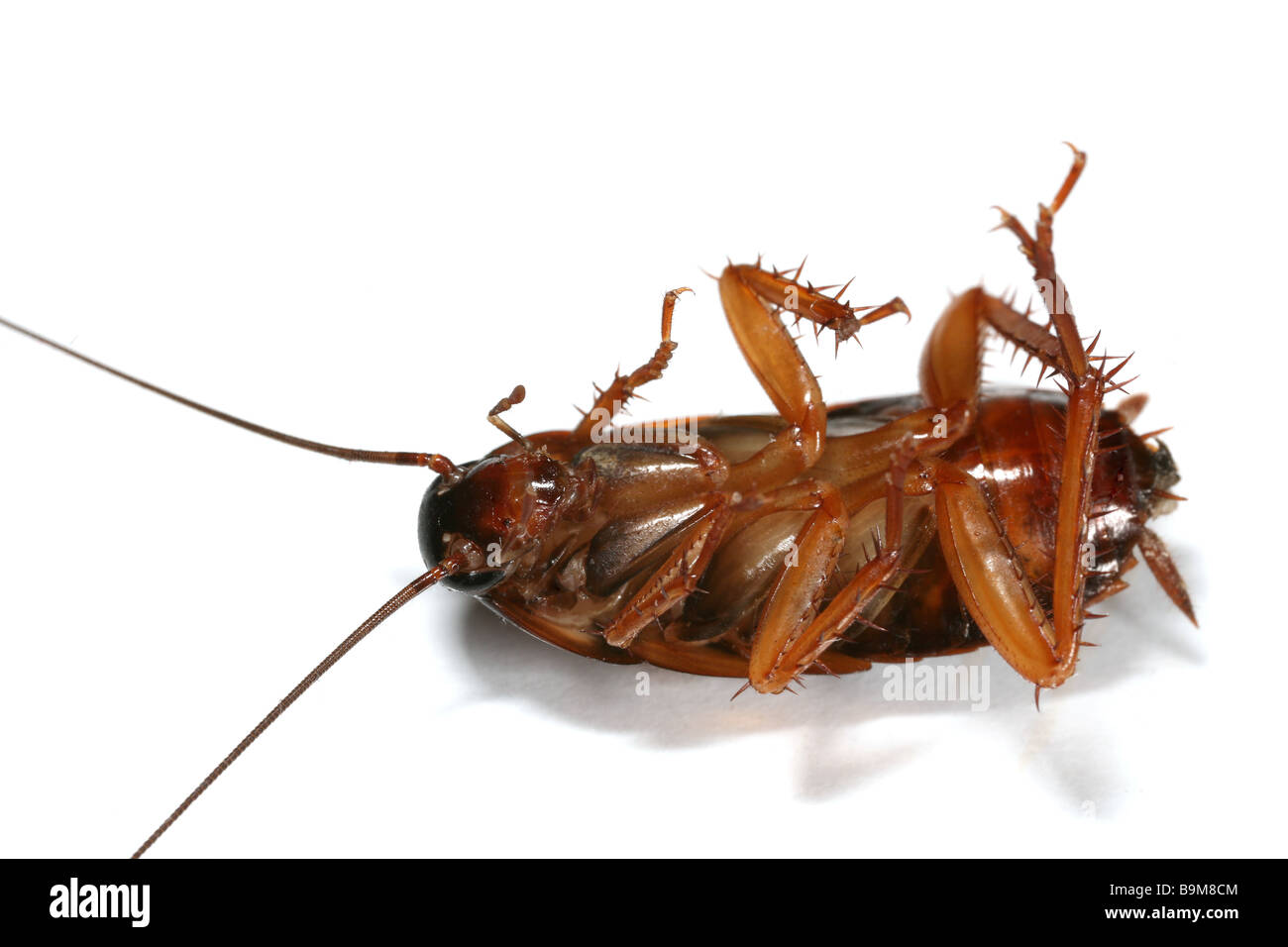 Asian cockroach hi-res stock photography and images - Alamy