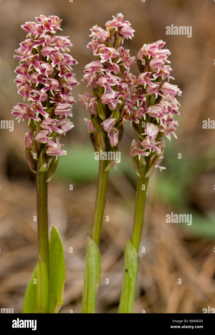 Dense flowered orchids Neotinea intacta Orchis intacta also known as ...