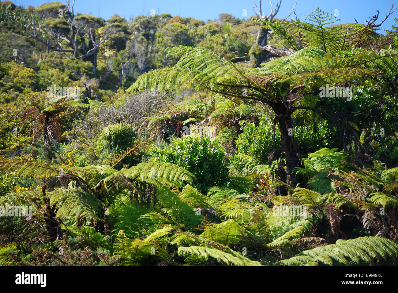 Native bush, Paparoa National Park, West Coast, South Island, New ...