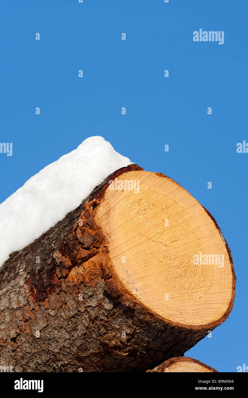 Sawed spruce ( picea abies ) log head , Finland Stock Photo - Alamy