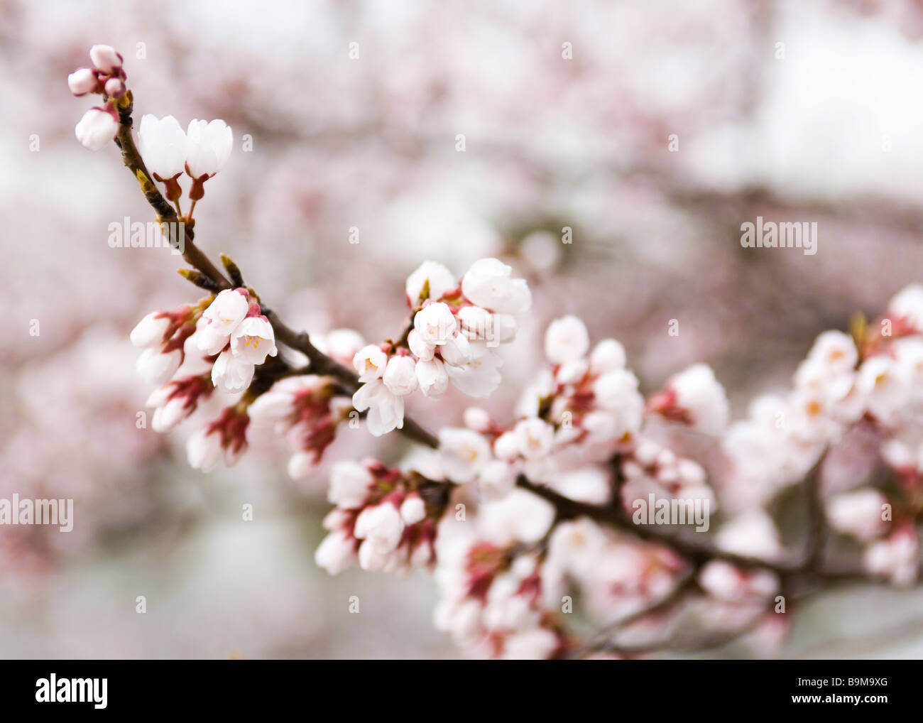 Cherry tree hi-res stock photography and images - Alamy