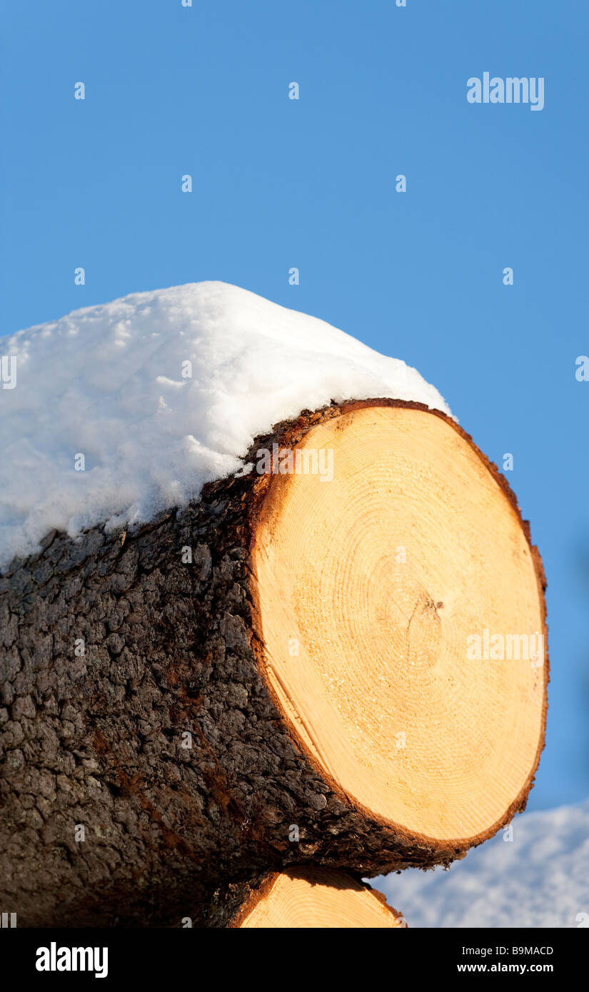 Sawed spruce ( picea abies ) log head , Finland Stock Photo - Alamy