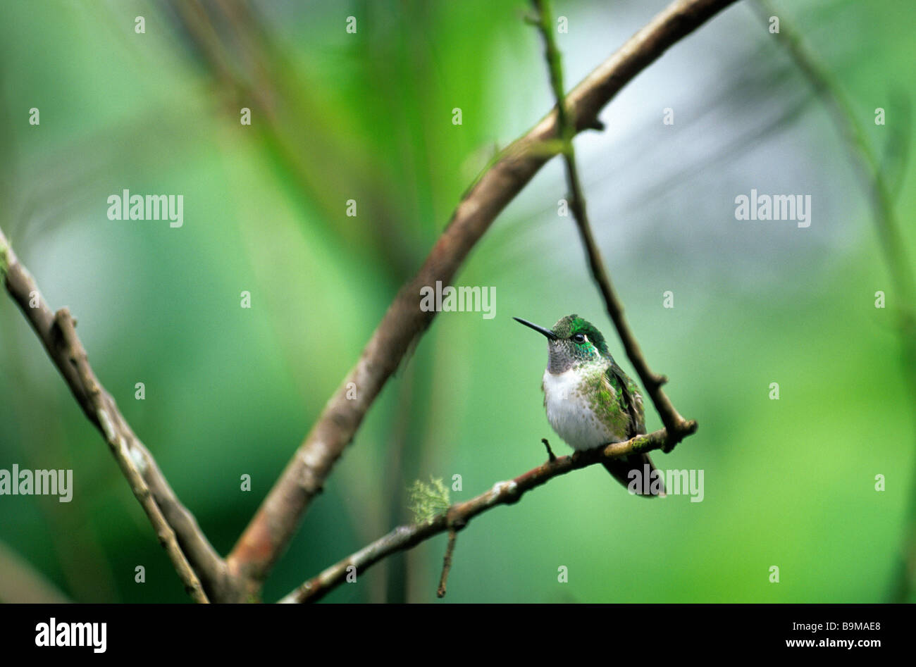 Costa Rica, Alajuela Province, bird at the foot of Arenal volcano Stock ...