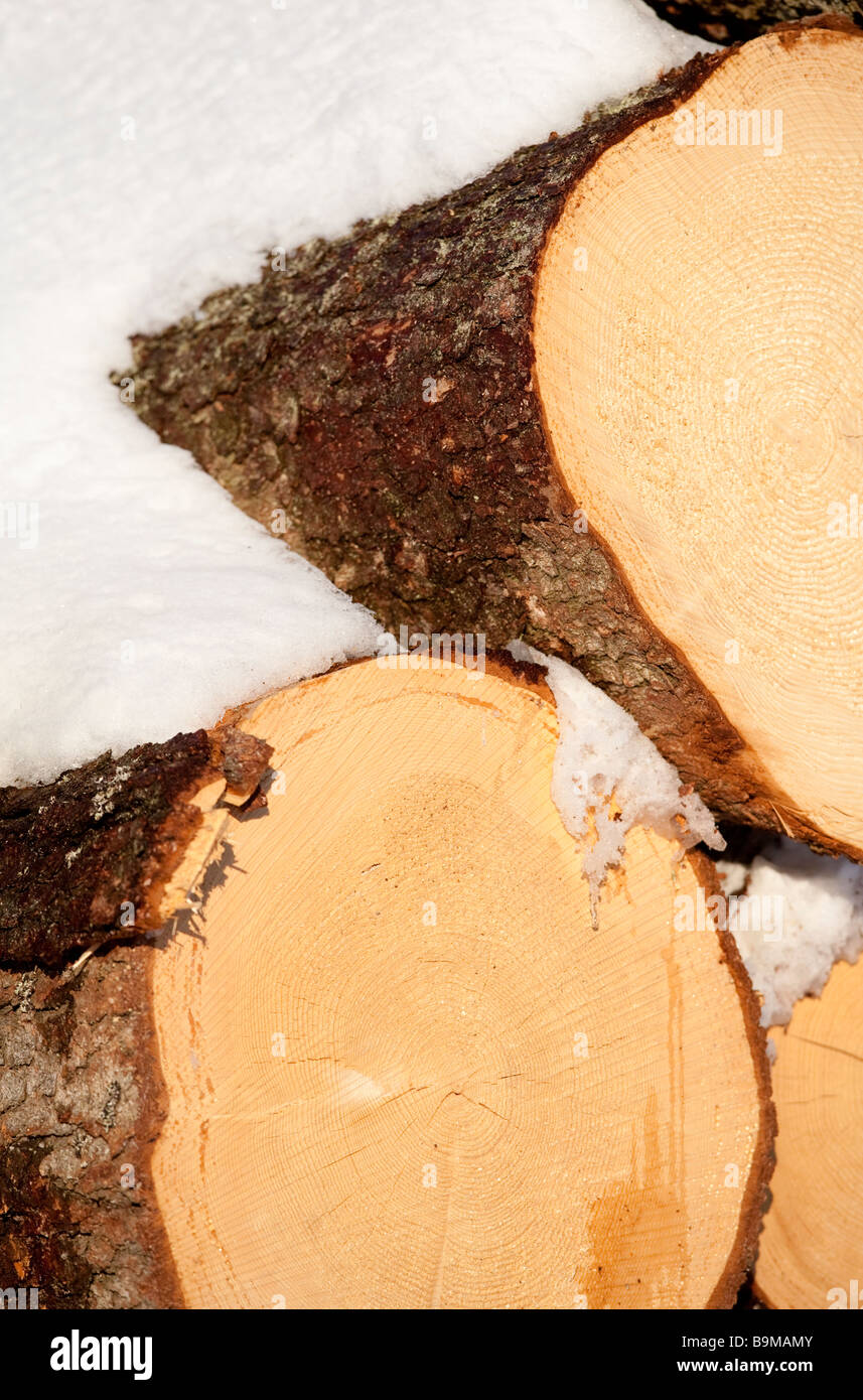 Freshly cut spruce logs hi-res stock photography and images - Alamy