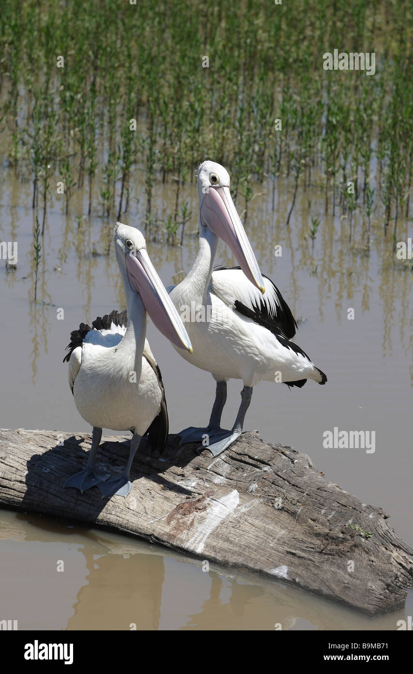 Two pelicans sitting on a tree log in water,Gippsland, Victoria ...