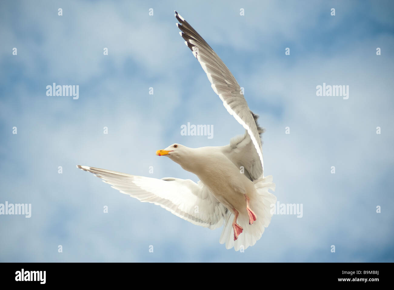 Adult seagull hovering beneath a blue sky and wispy clouds Stock Photo ...