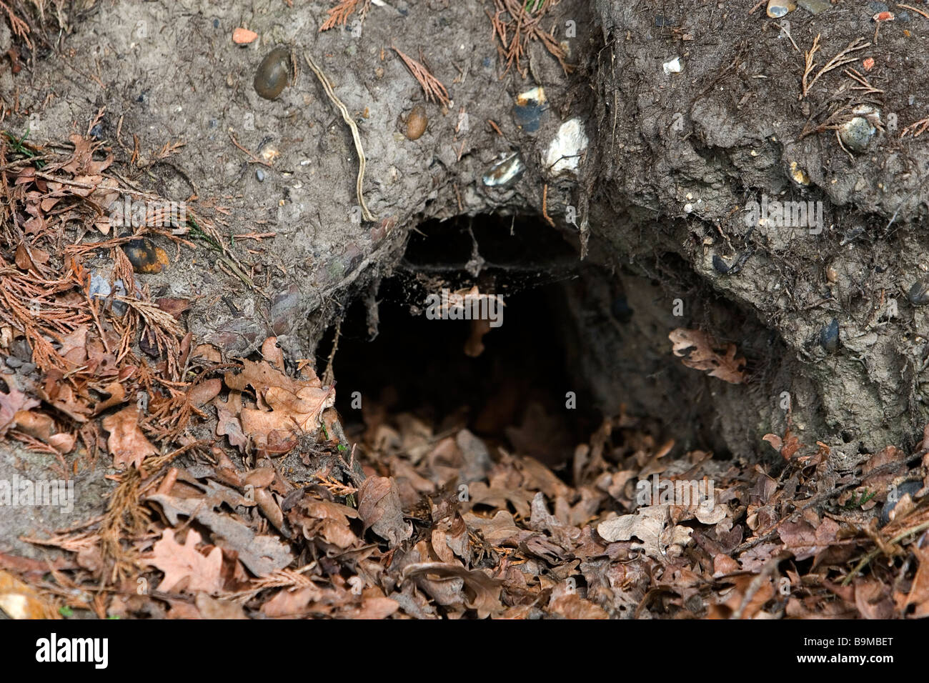 Animal burrow hi-res stock photography and images - Alamy