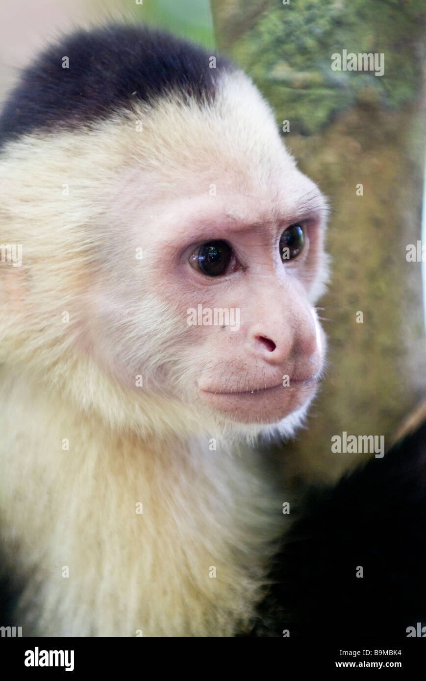 The White Faced or Capuchin Monkey of Costa Rica in a tree, Manuel ...