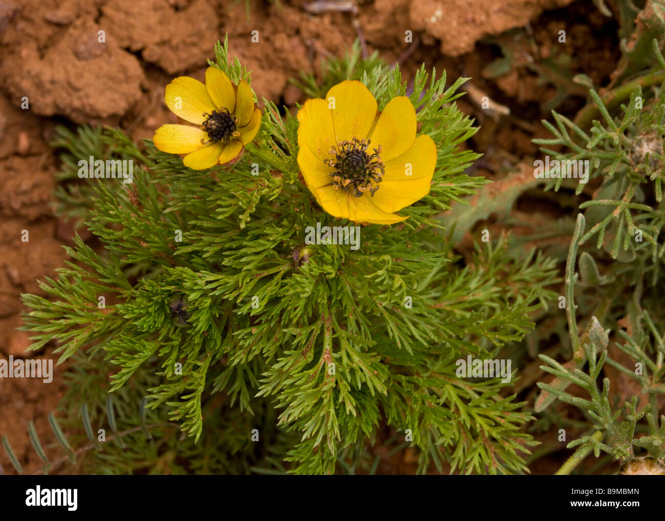Flora flowering plant flower cornfield weed arable morocco bloom hi-res ...