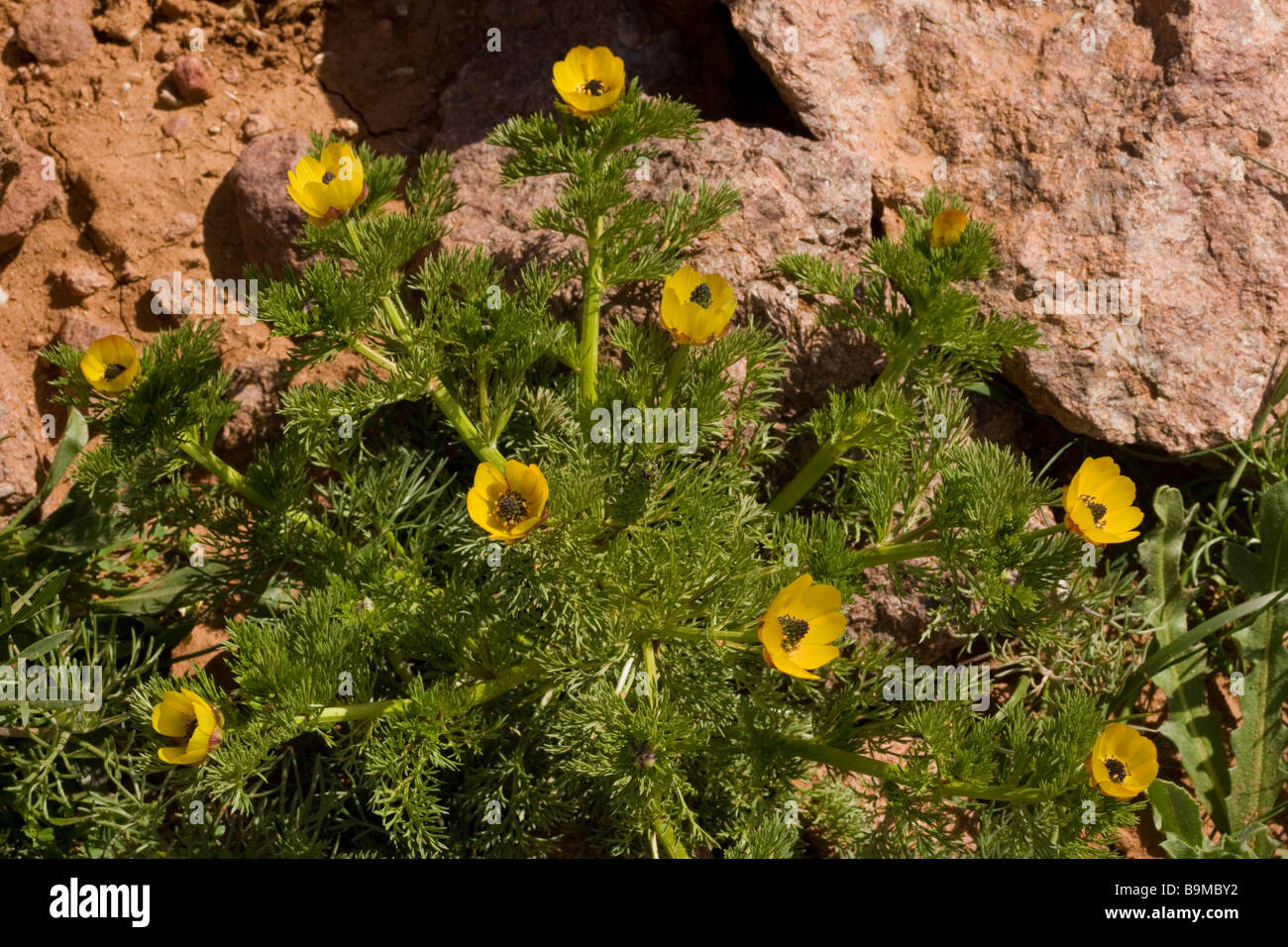 A yellow Pheasant s Eye Adonis microcarpa in ploughed field Morocco ...