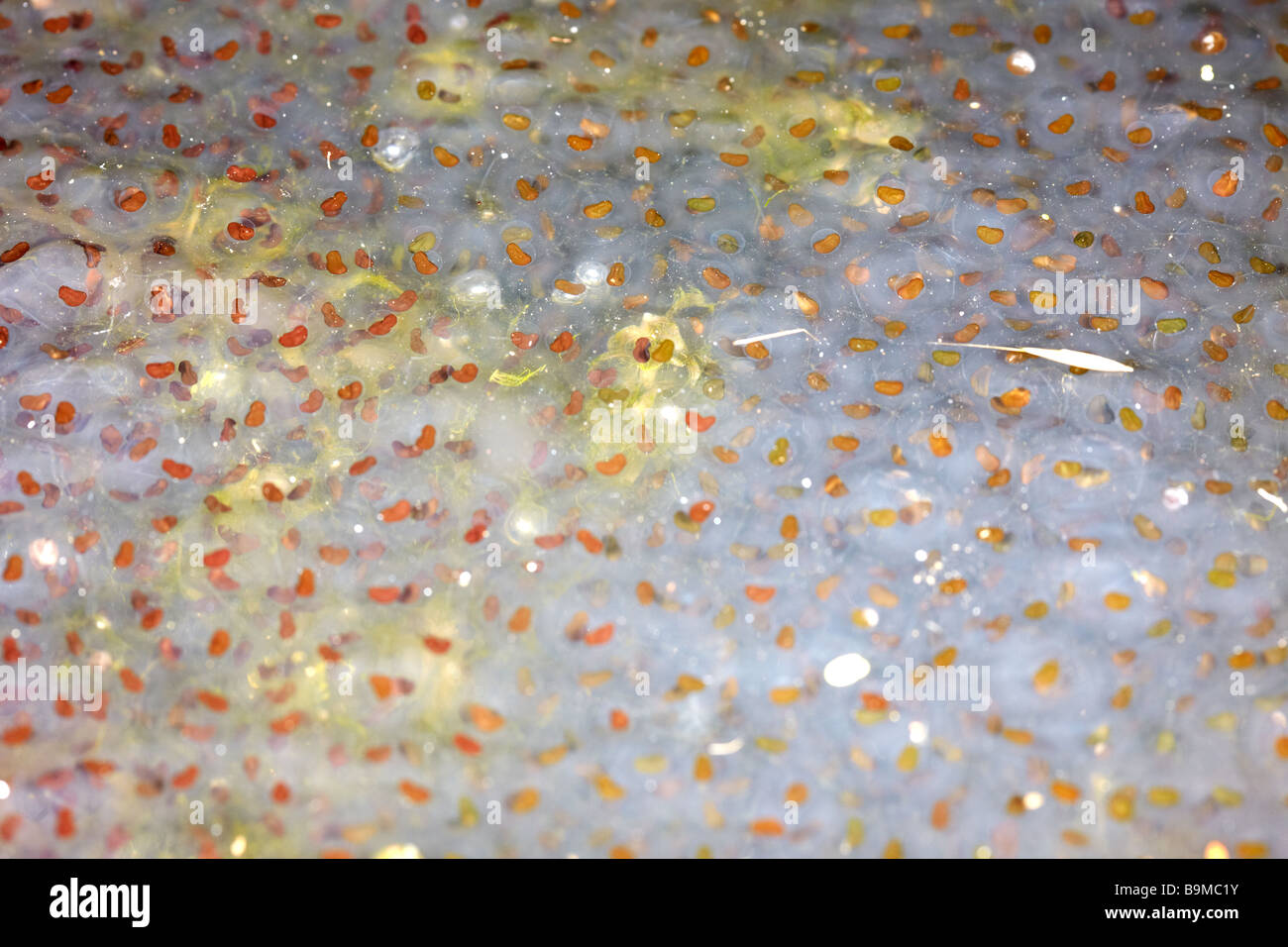 Frogspawn of Common Frog (Rana temporaria) in Garden Pond, in a Garden ...