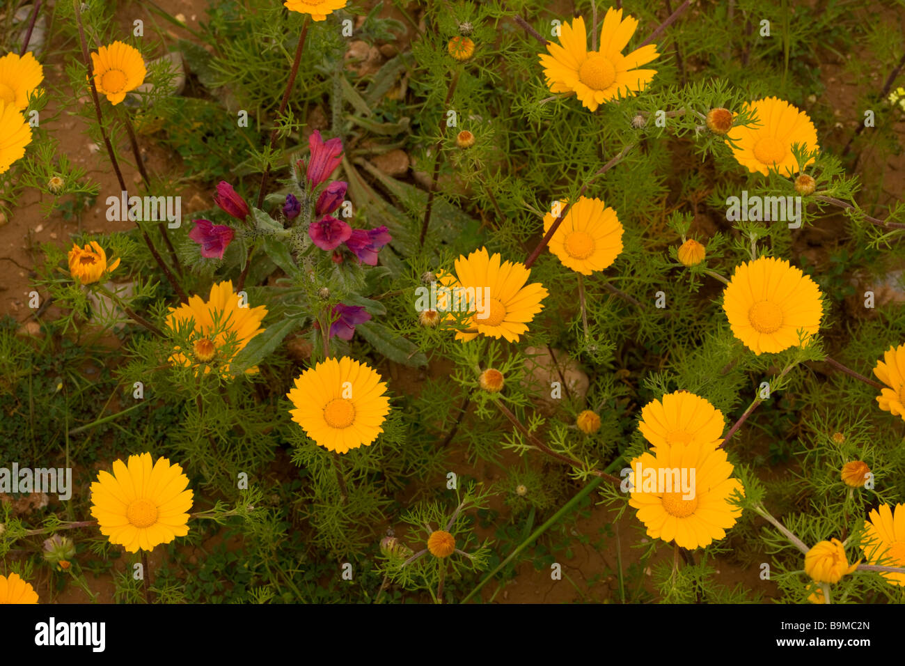 Mediterranean plant Cladanthus Cladanthus arabicus with a bugloss ...