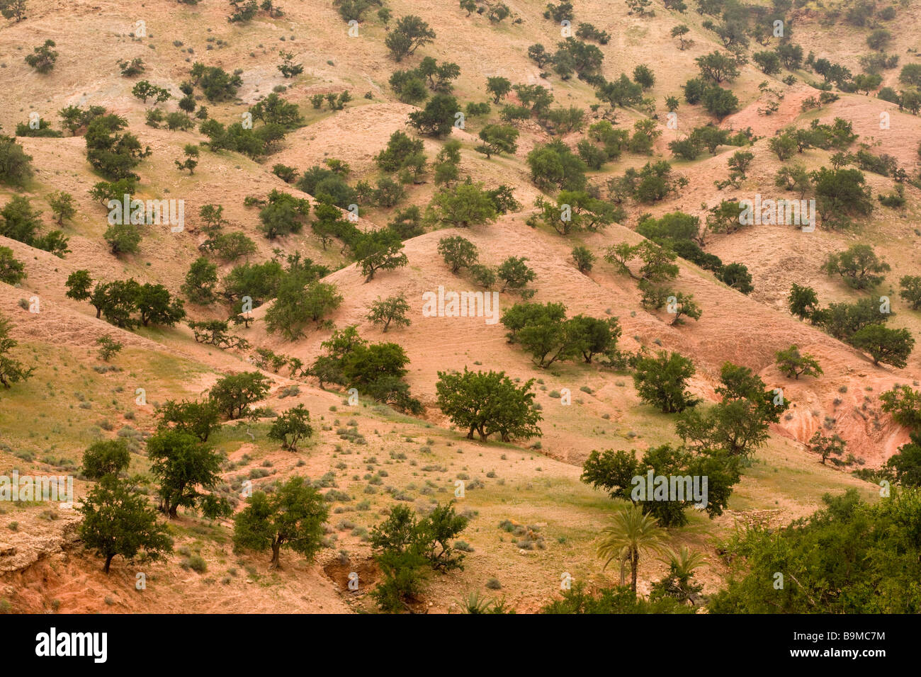 Argan Tree High Resolution Stock Photography and Images - Alamy