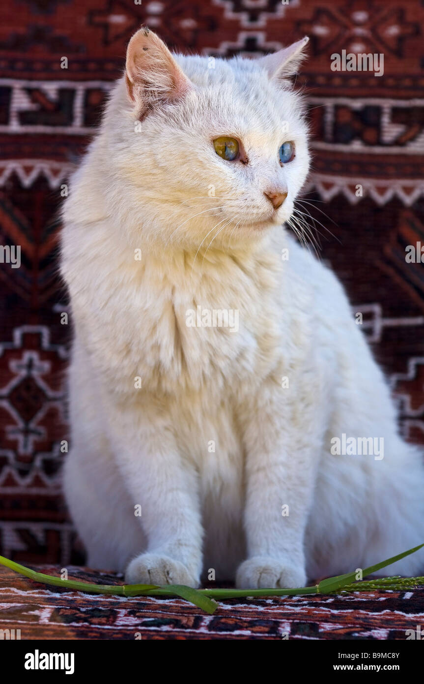 Turkey, Eastern Anatolia, Van, Turkish angora Van cat with different ...