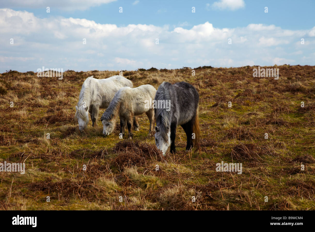 Ponies on Cefn Bryn on the Gower Peninsular,South Wales, UK Stock Photo ...