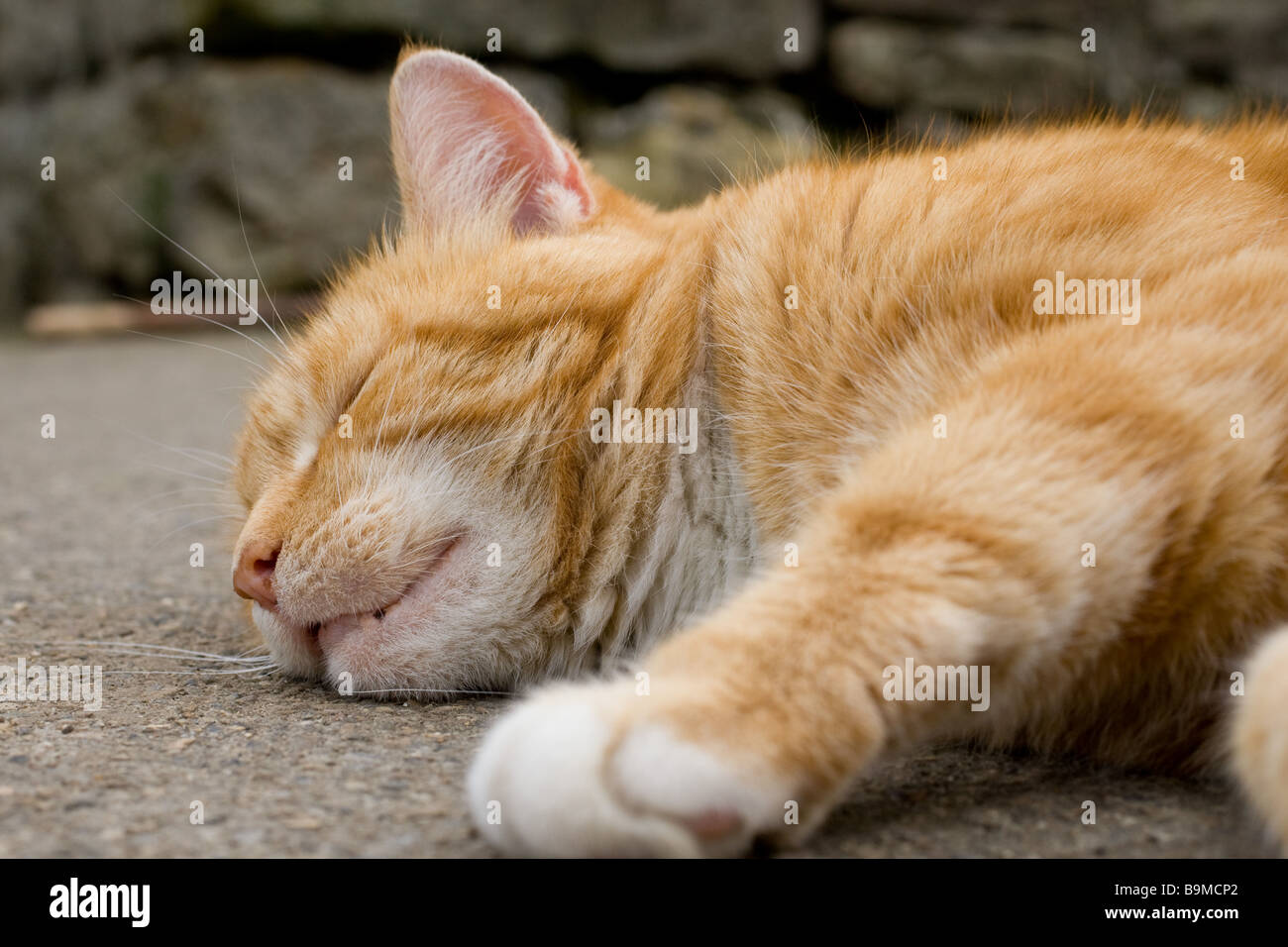 Nap kip hi-res stock photography and images - Alamy