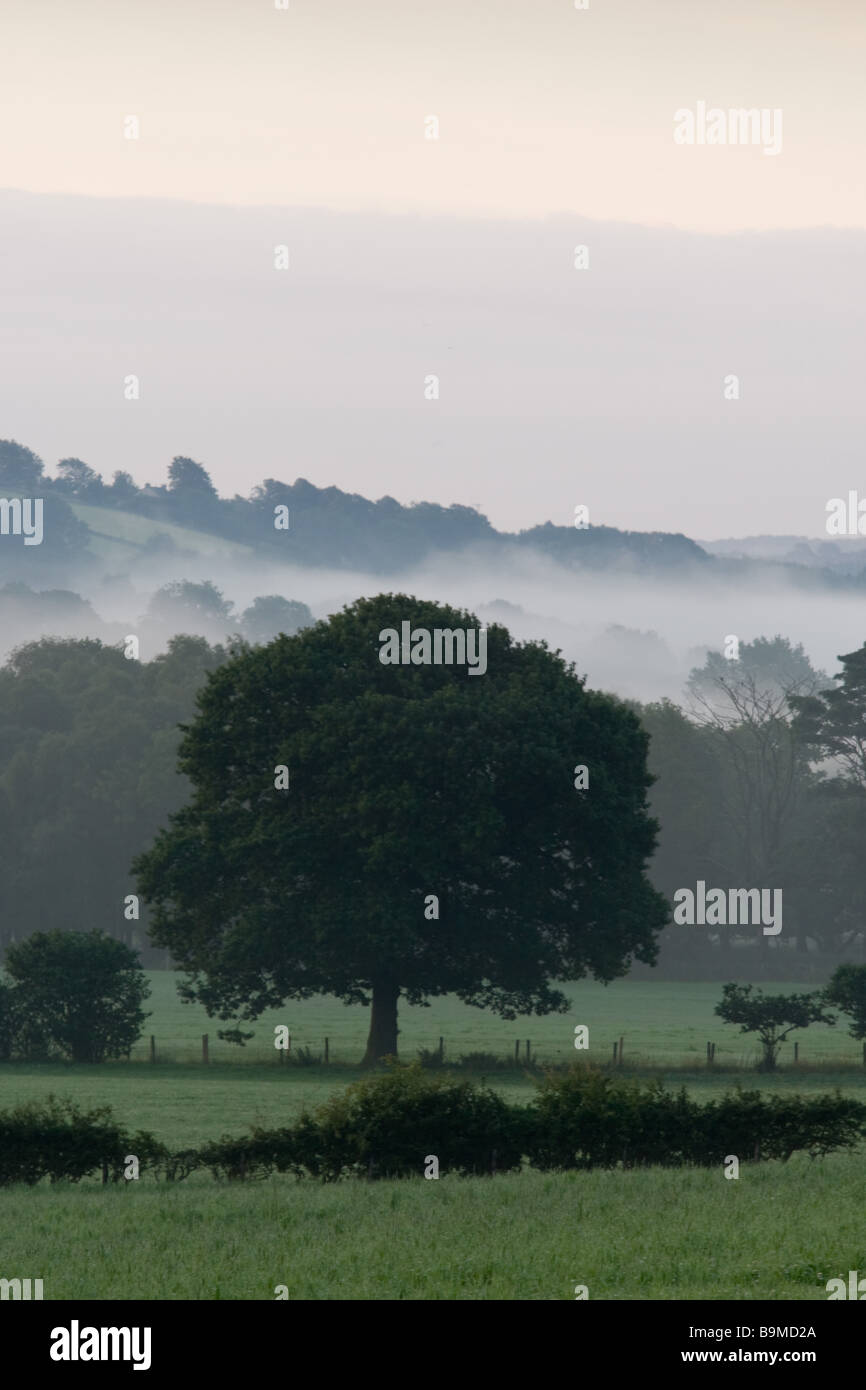 Oak tree in the early morning light Stock Photo - Alamy
