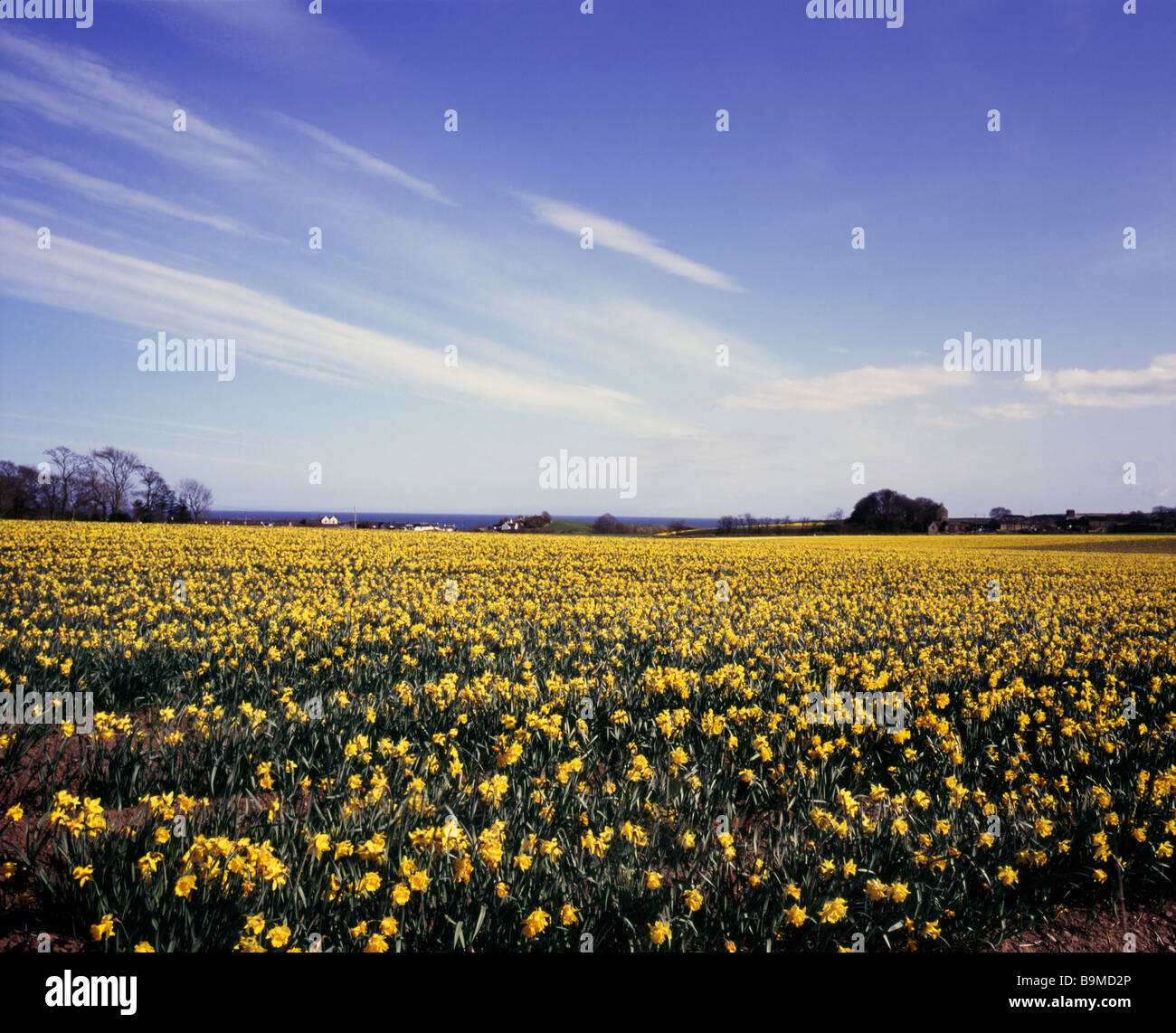 Yellow flowers in scotland hi-res stock photography and images - Alamy