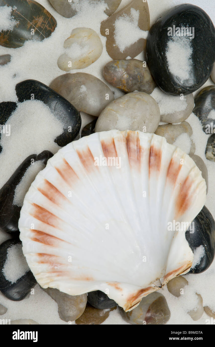 Seashell on stones and white sand Stock Photo - Alamy