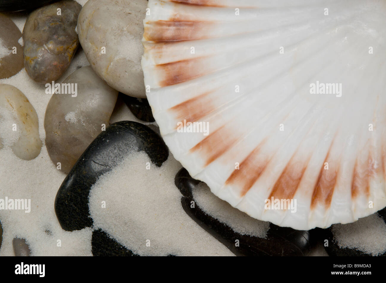 Seashell on stones and white sand Stock Photo - Alamy