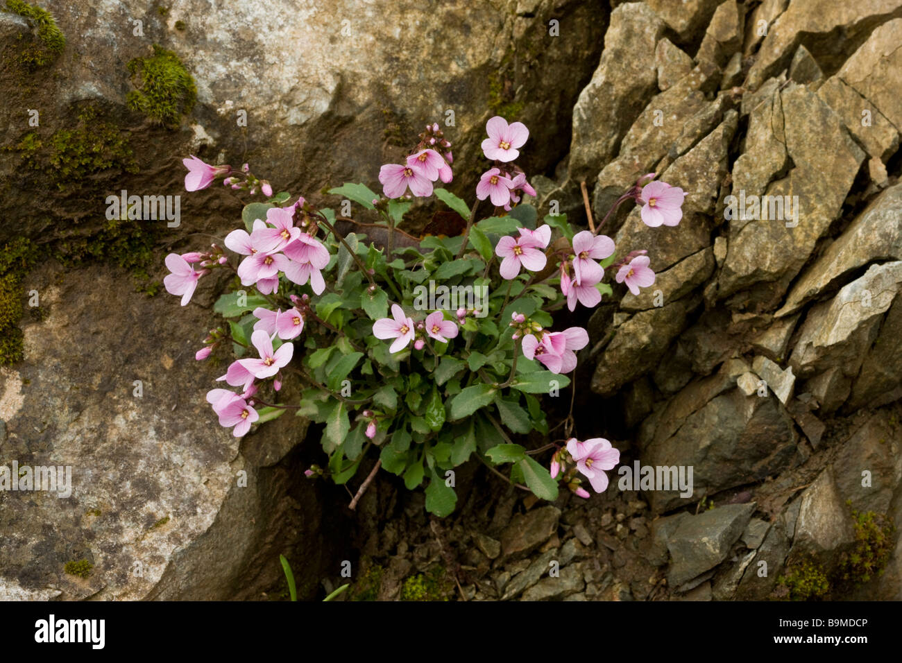 Purple rock-cress Arabis purpurea in the Troodos Mountains Greek Cyprus ...
