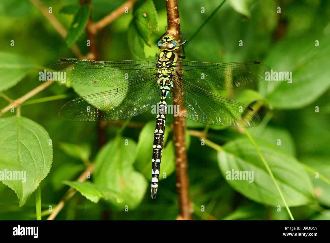 Dragonfly, Migrant Hawker Aeshna mixta a vibrant Blue Dragonfly ...