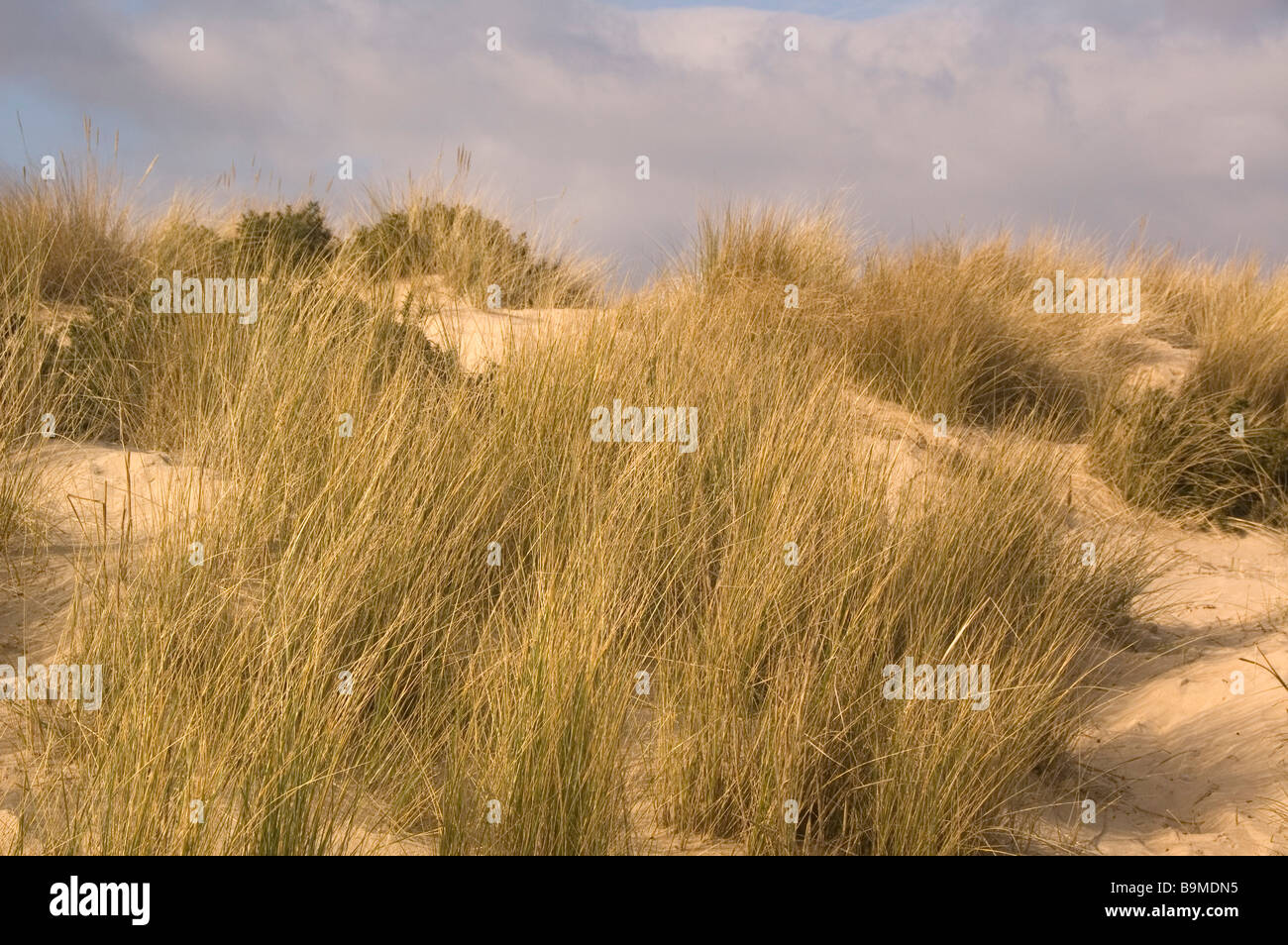Sand Dunes at Shell Bay Studland Dorset England UK Stock Photo - Alamy