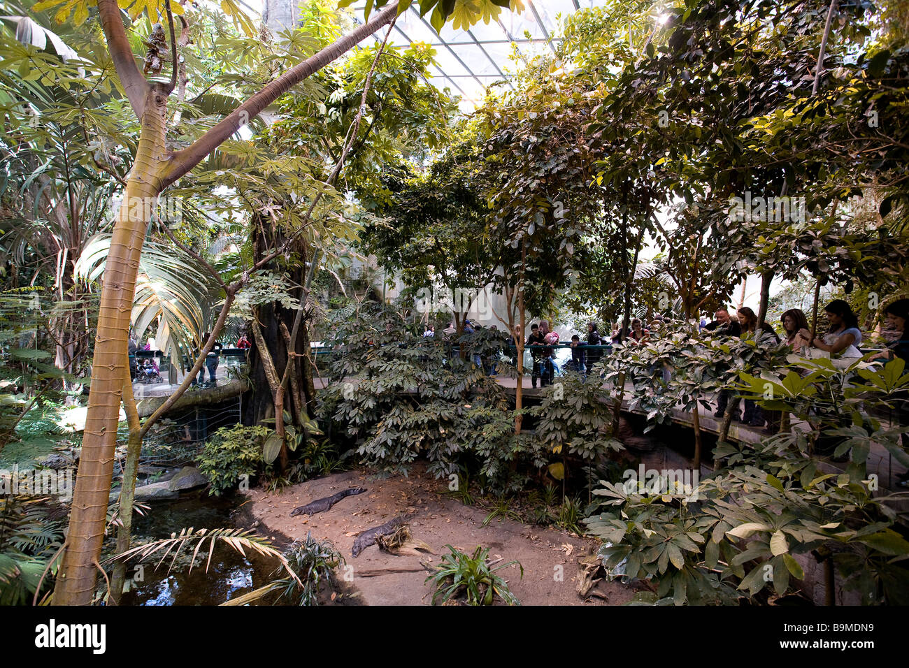 Canada, Quebec province, Montreal, Biodome museum, tropical forest ...