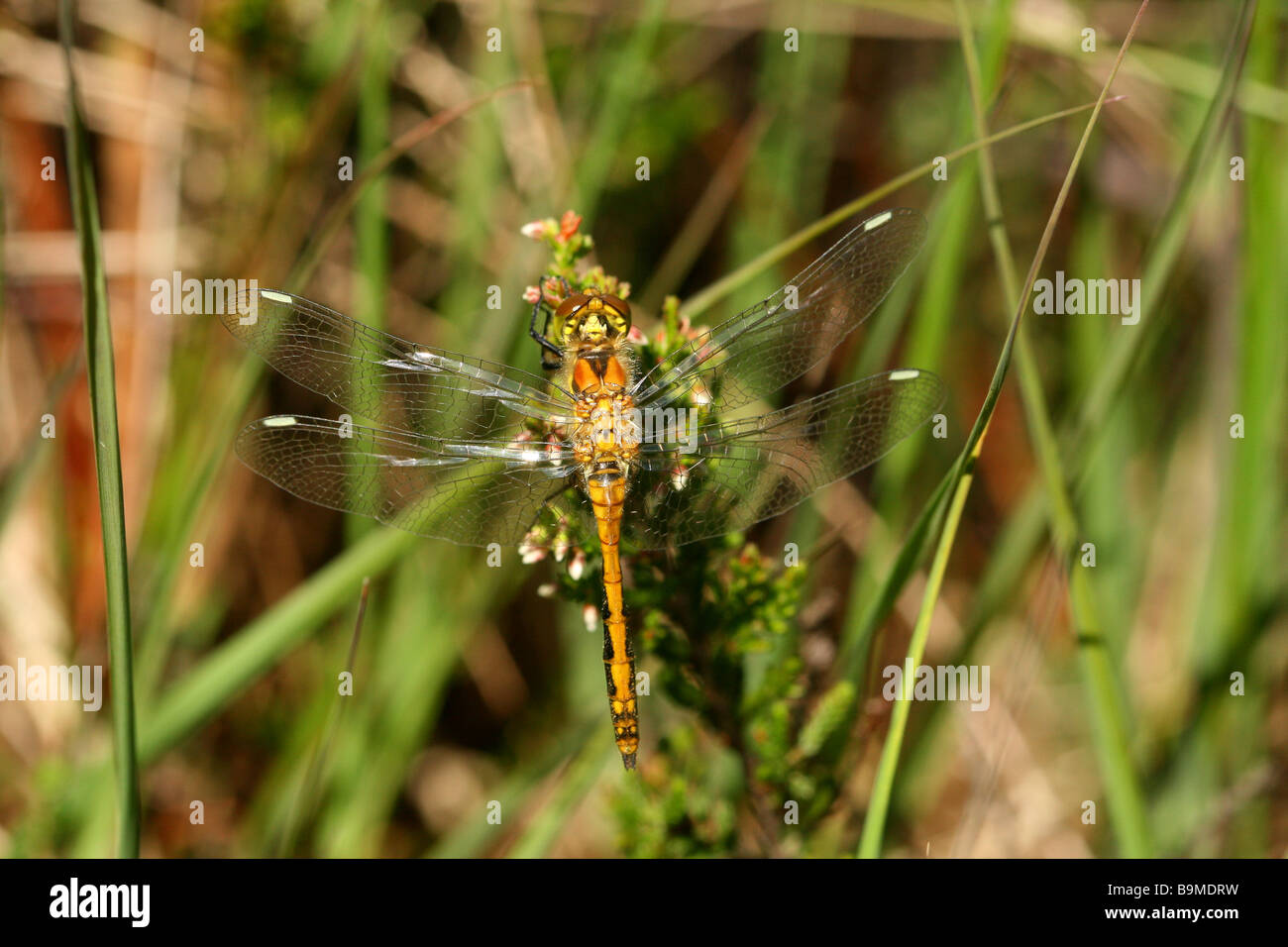 Wing veination hi-res stock photography and images - Alamy