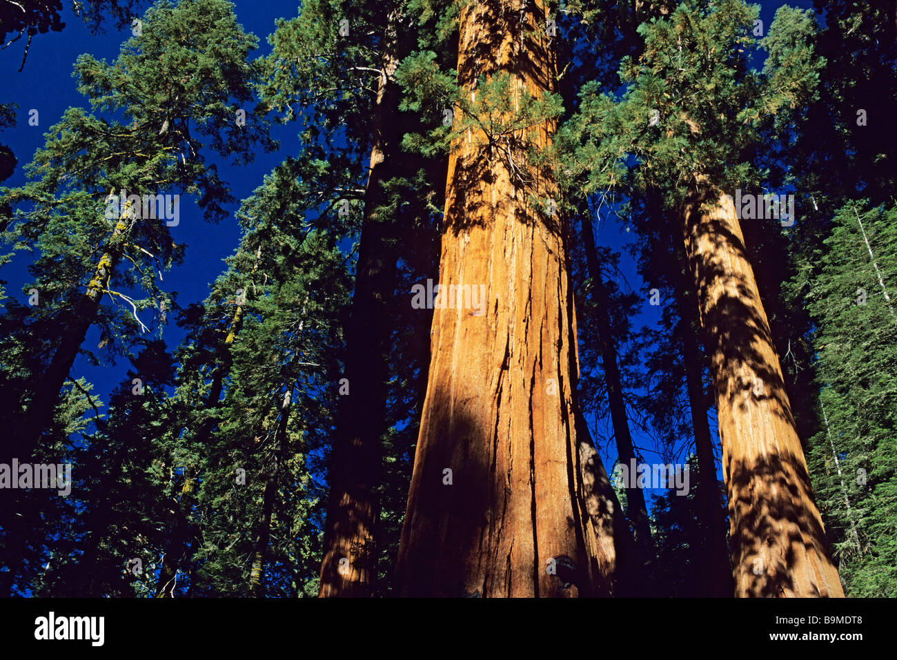United States, California, Sequoia National Park, giant sequoias Stock ...