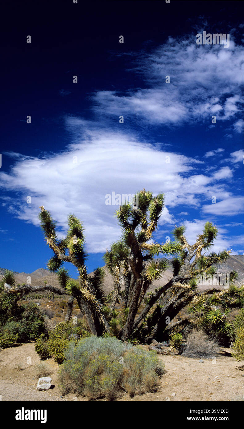 United States, California, Joshua Tree in the Mojave desert Stock Photo ...