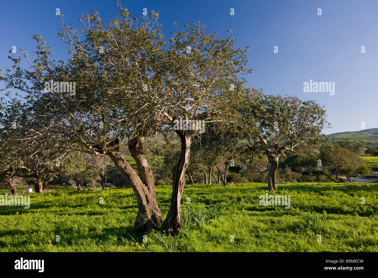 Ceratonia siliqua hi-res stock photography and images - Alamy